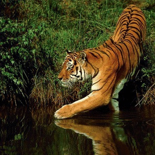 Wildlife - Telegram Channel - English