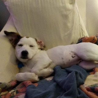 Pets pics & videos - Telegram Group - English